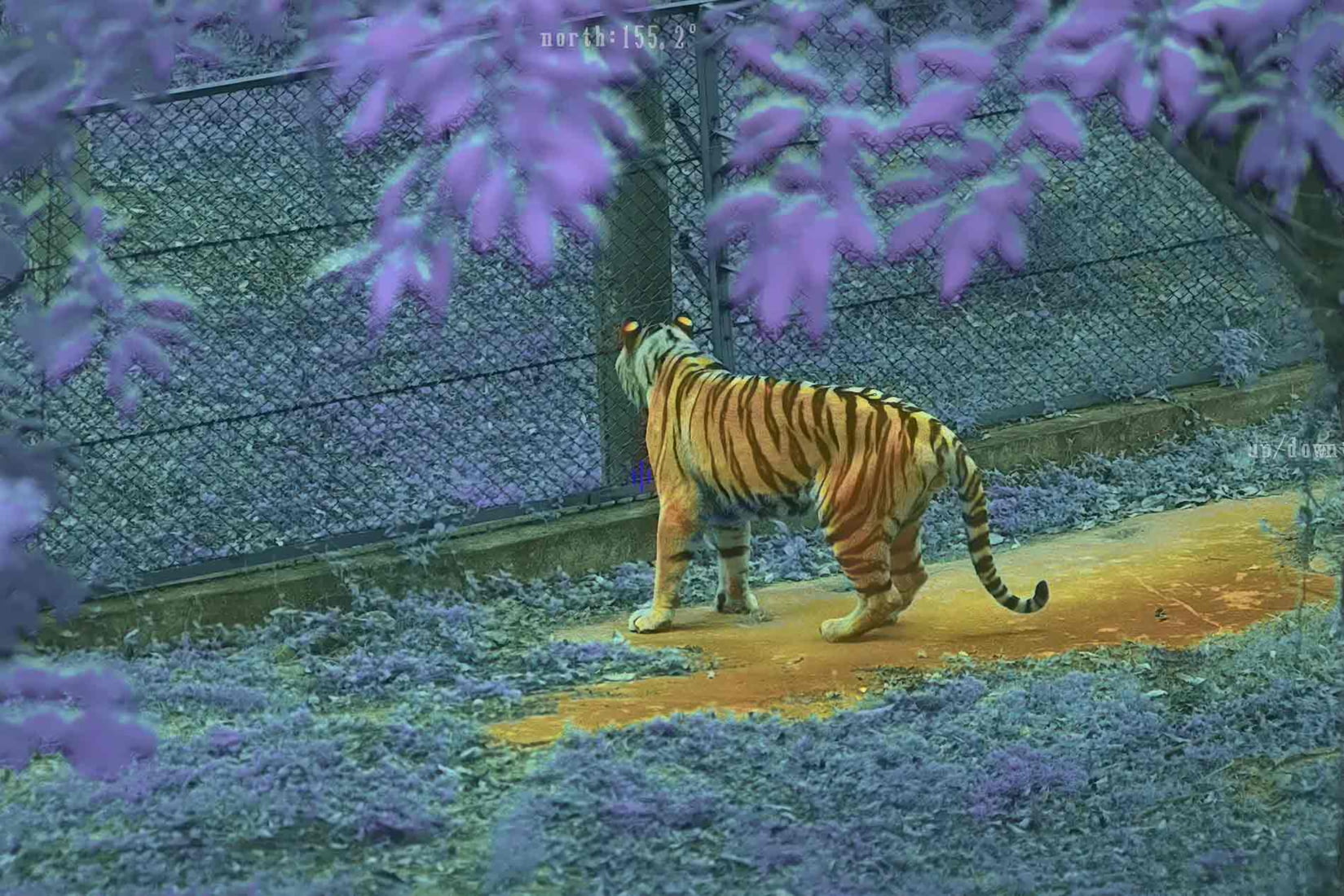 Shinenyx AIM101 384 5.2x48mm Thermal Imaging Rifle Scope FREE S&H ...